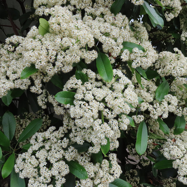 Buy Nannyberry Viburnum at your local garden center! – American ...